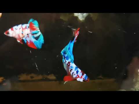 kembali breeding lagi setelah fakum breed