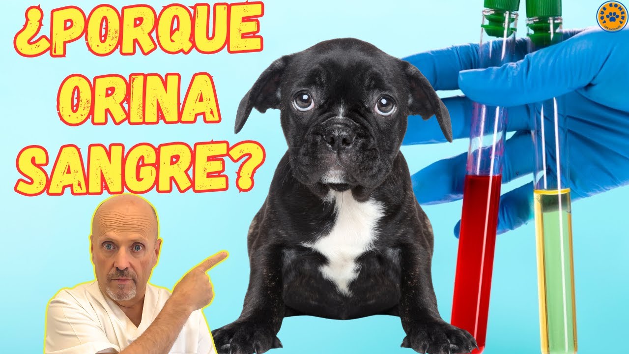 🆘 ¿PORQUE MI PERRO ORINA SANGRE? 🆘 - YouTube