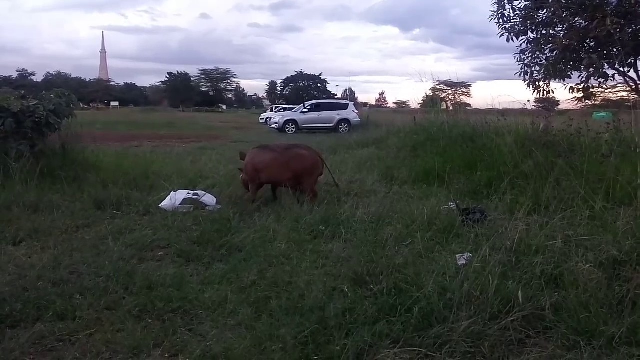 Dancing warthog - YouTube