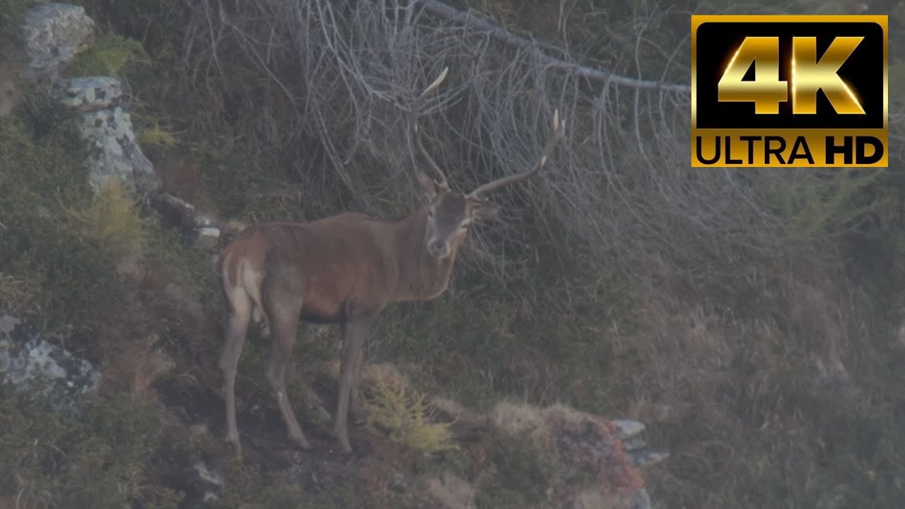 Cervi in amore in Val di rabbi parco nazionale dello stelvio Trentino ...