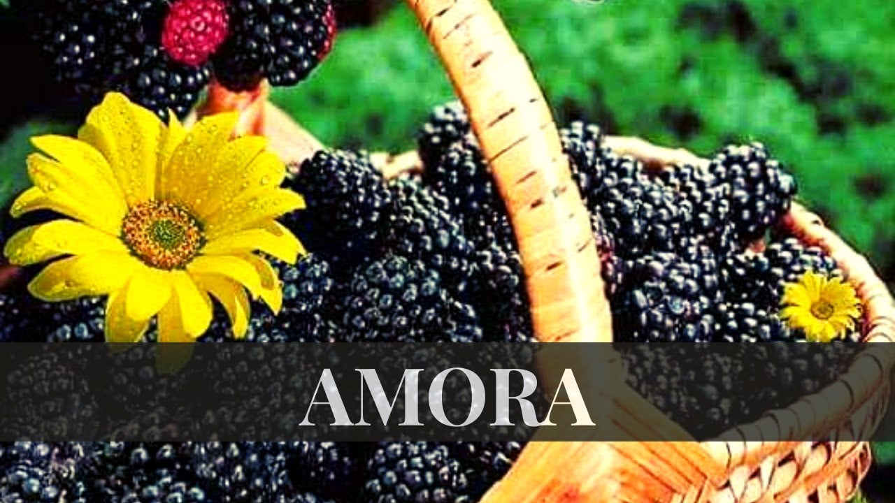 Amora | CONHEÇA AGORA o quão nutritiva ela é!! - YouTube