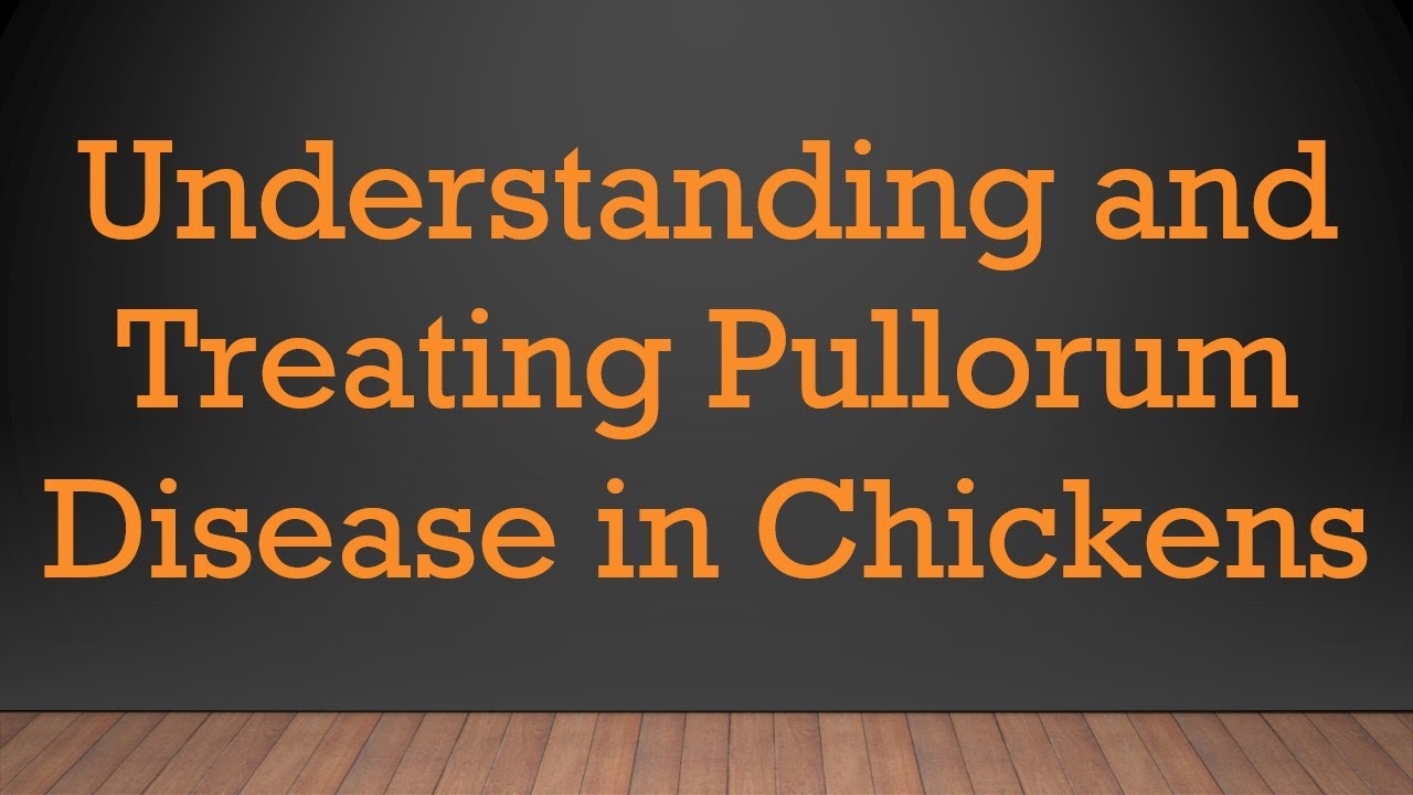 Understanding and Treating Pullorum Disease in Chickens - YouTube