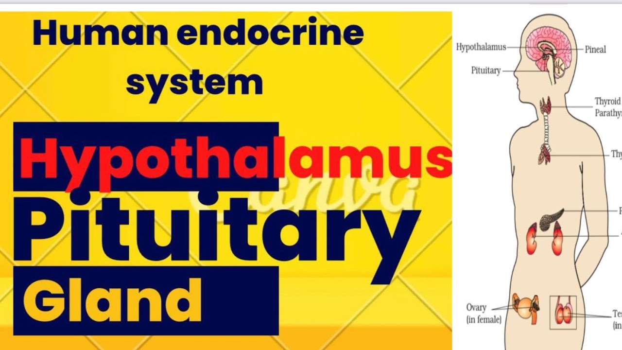 Human endocrine system!pituitary,hypothalamus gland!human endocrine ...