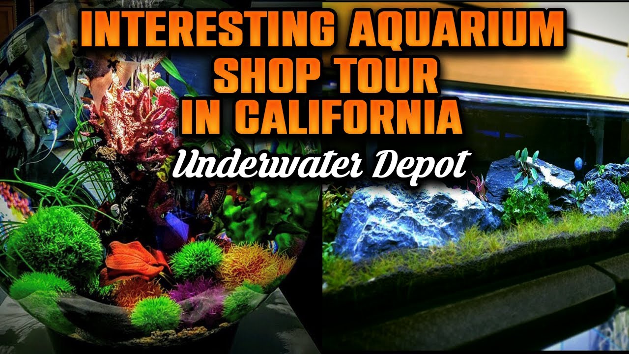 Interesting Aquarium Shop Tour in California: Underwater Depot - YouTube