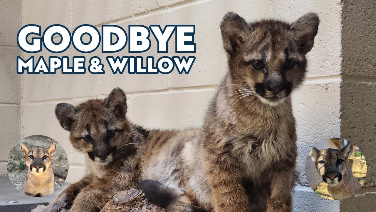 Goodbye, Maple & Willow - YouTube