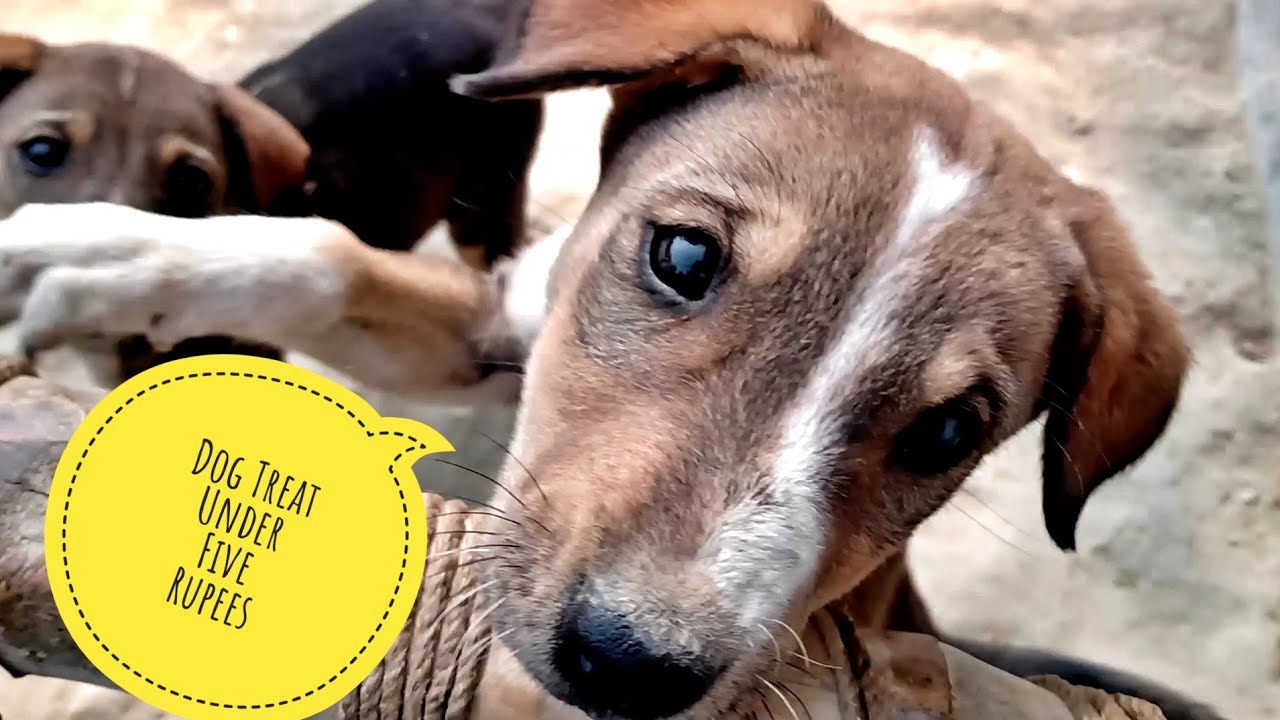 What to feed dog under 5 rupees||Dog Treats - YouTube