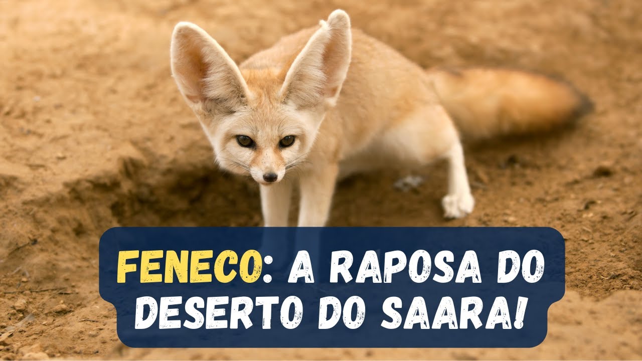 CONHEÇA O FENECO / FENECO A RAPOSINHA DO DESERTO - YouTube