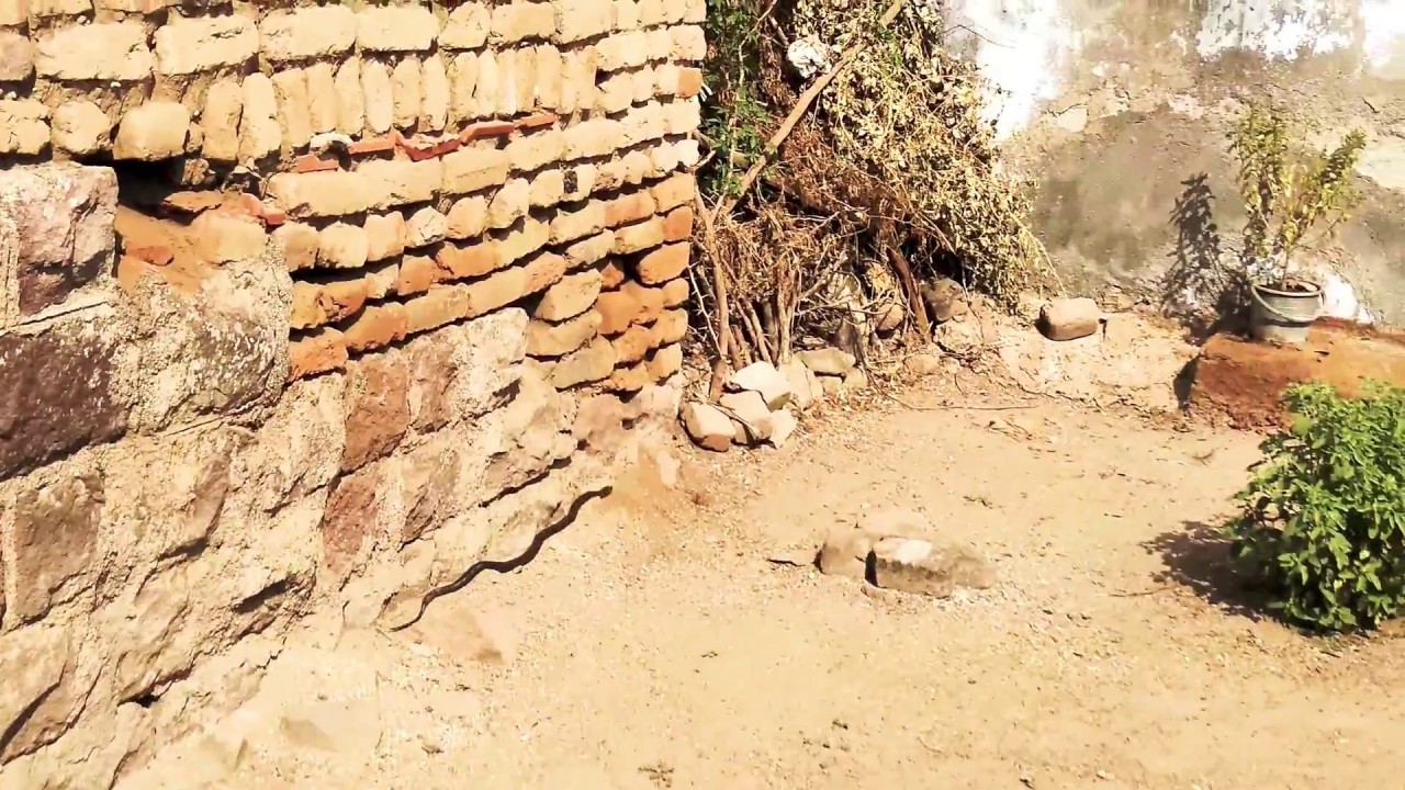 Balambha snake - YouTube