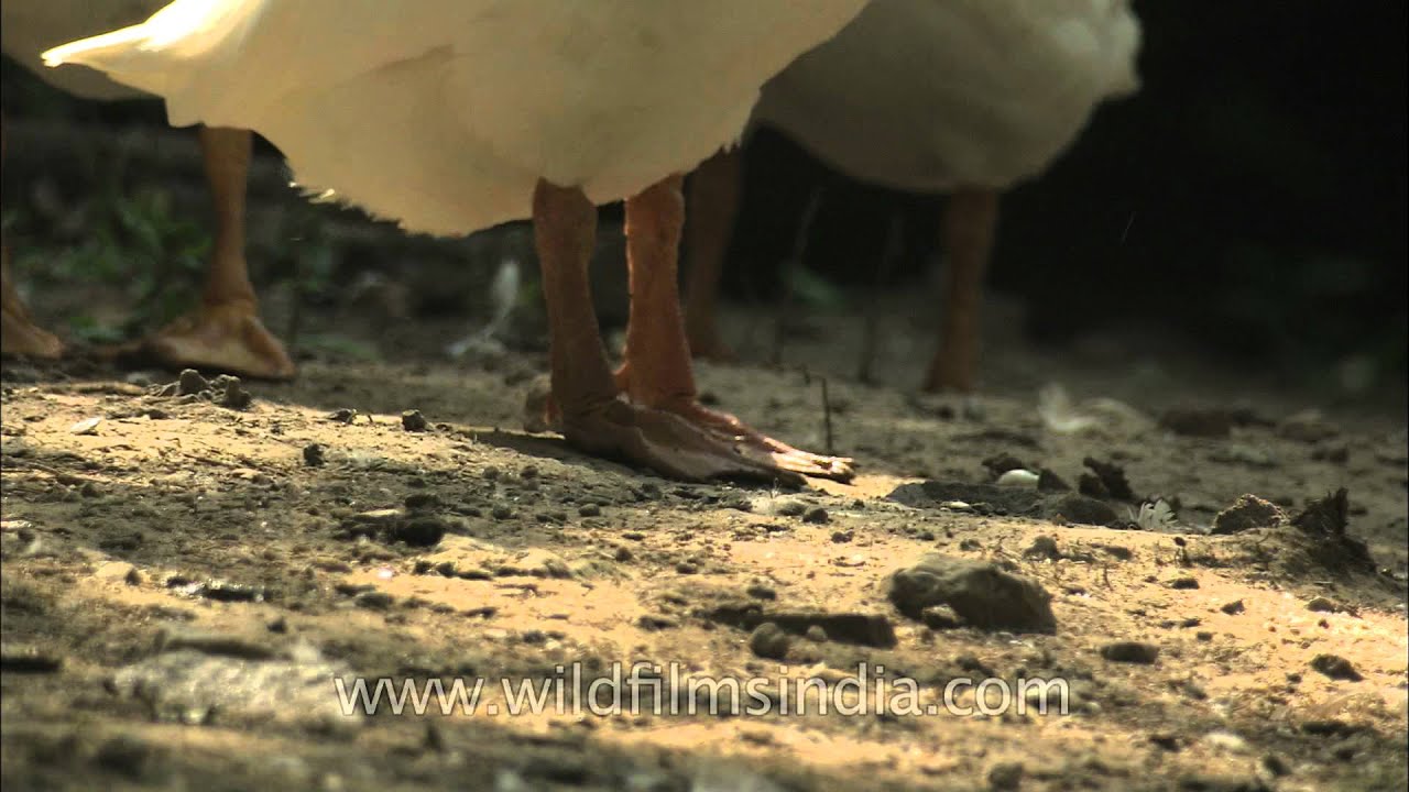 Yellow beak and webbed feet - Geese, Delhi Zoo - YouTube