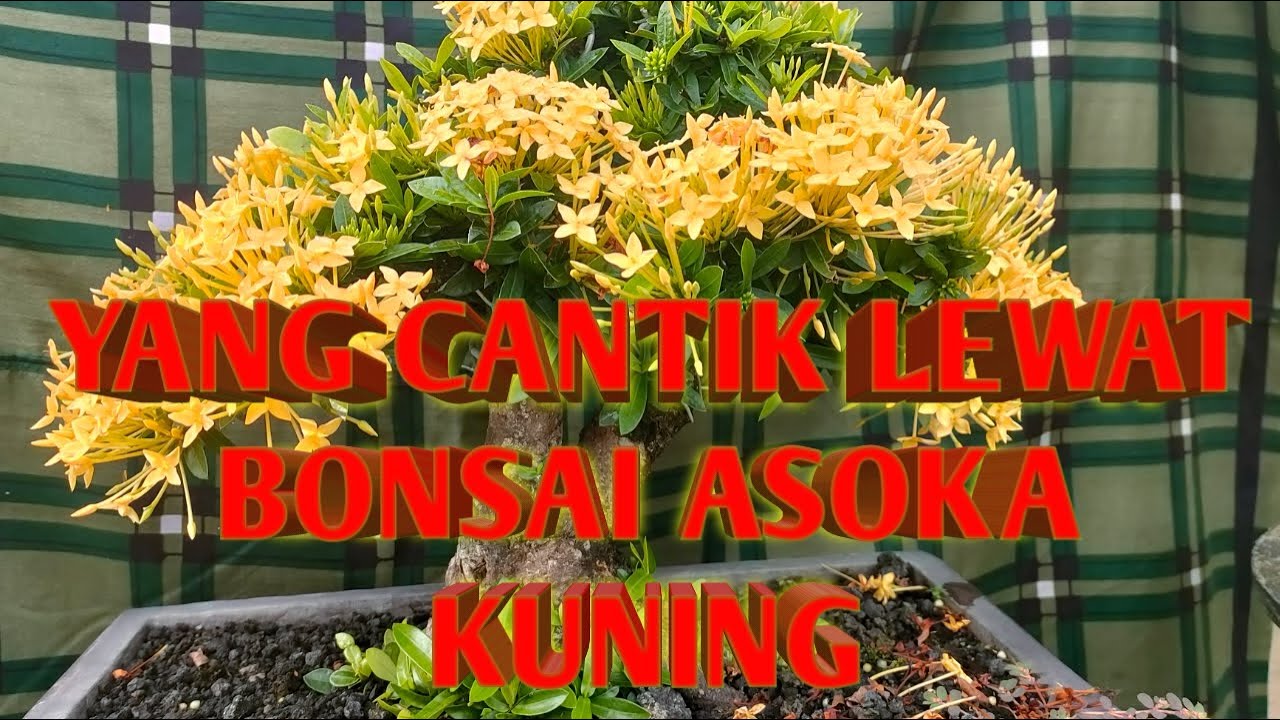 Bonsai Asoka kuning cantik - YouTube