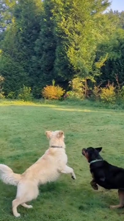 Snippets in a dogs' life #dogslife #yogadogs #pets #doglover #doglove # ...