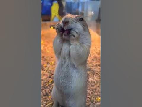 Суслик показывает свой язык - YouTube