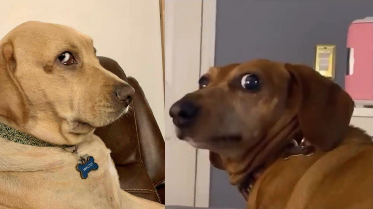🐶 Funny dogs life compilation 😂 Try not to laugh - YouTube