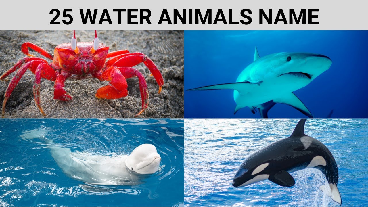 List of 25+ Sea Animals - Sea animals for kids / Learn aquatic animals ...