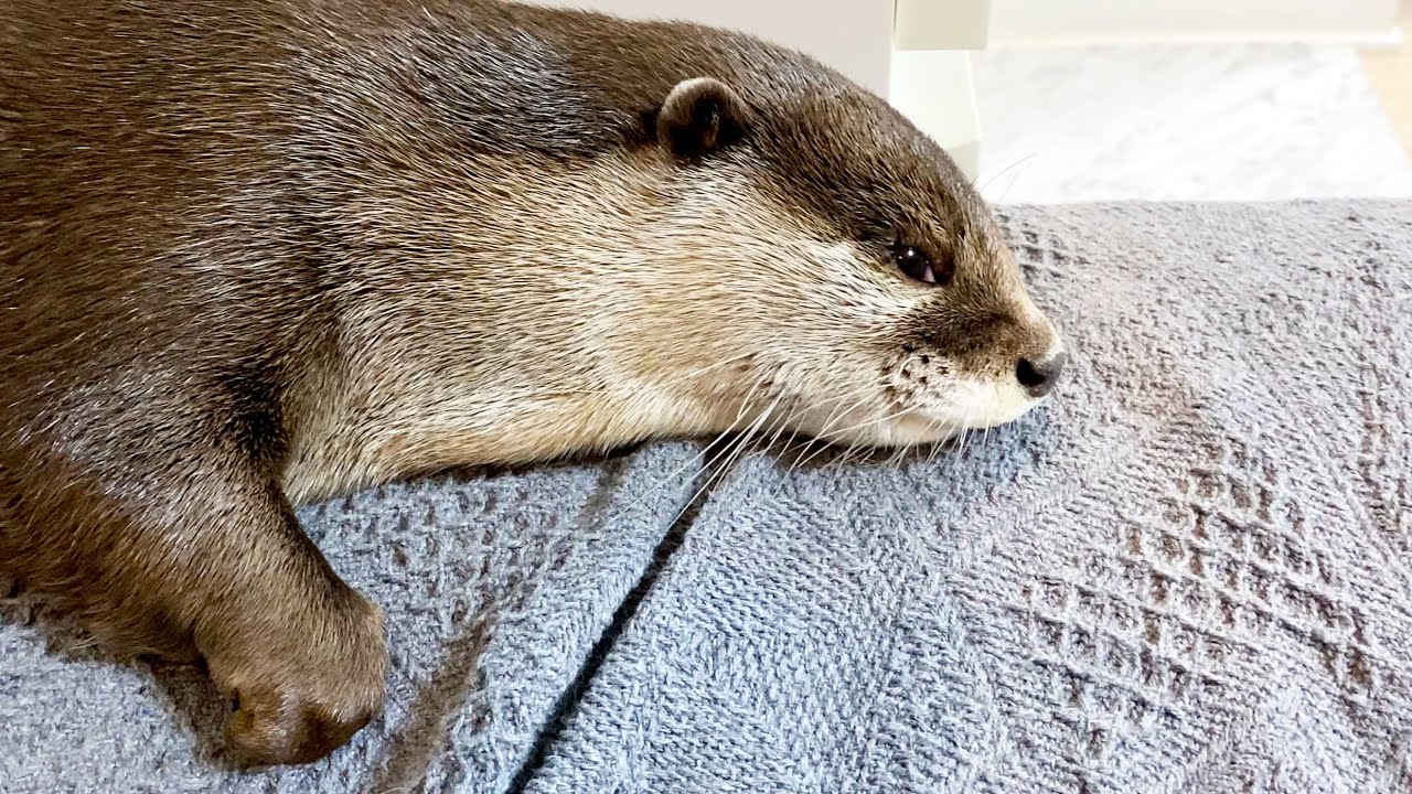 An otter stares at me with a terrible expression while holding back ...