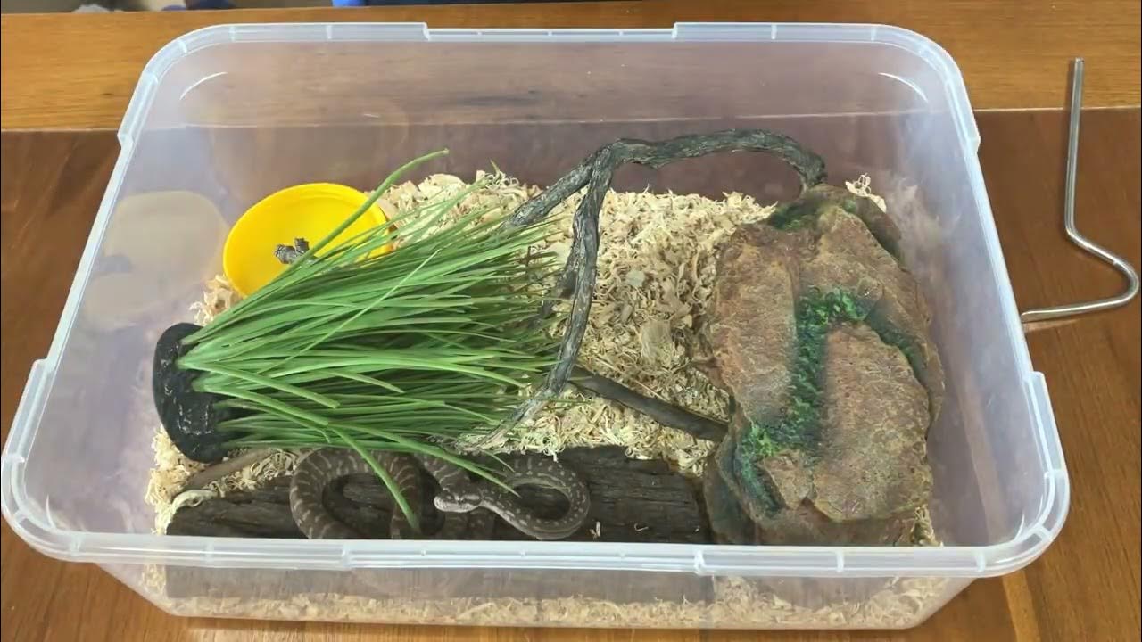 How To Setup A Hatchling Python Enclosure - YouTube