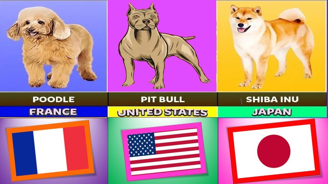 popular dog breeds from different countries - Dog Breeds From Different ...