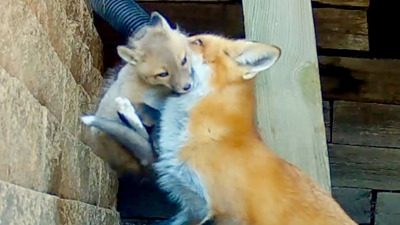 Fox Picks Up Her Kit, Jumps Over a Wall - YouTube