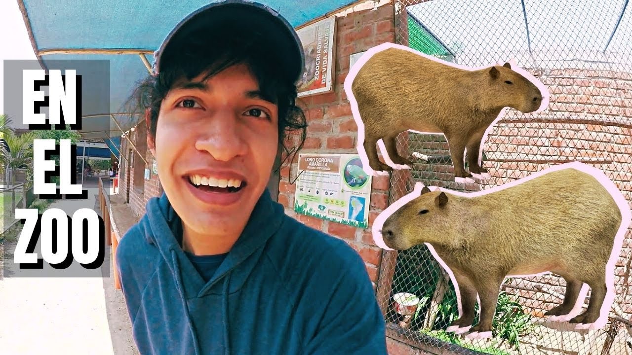 Buscando Capibaras en Perú - YouTube