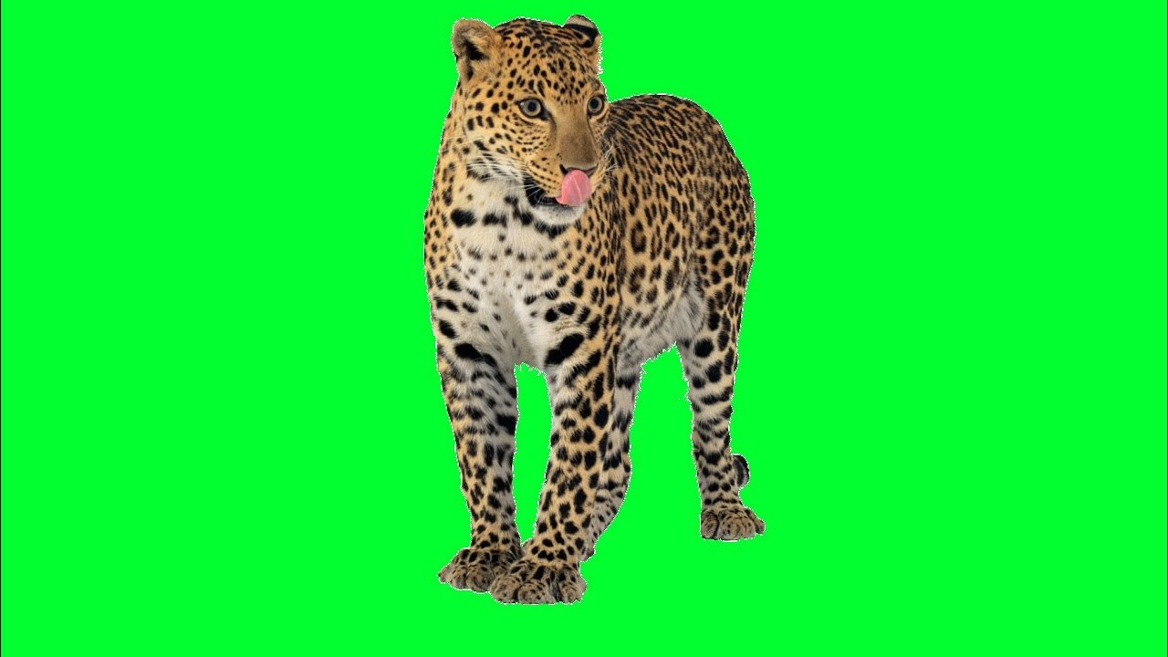 Jaguar Green Screen - YouTube