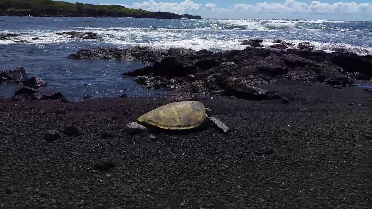 170903 Bye bye mr turtle, Punalu'u beach - YouTube
