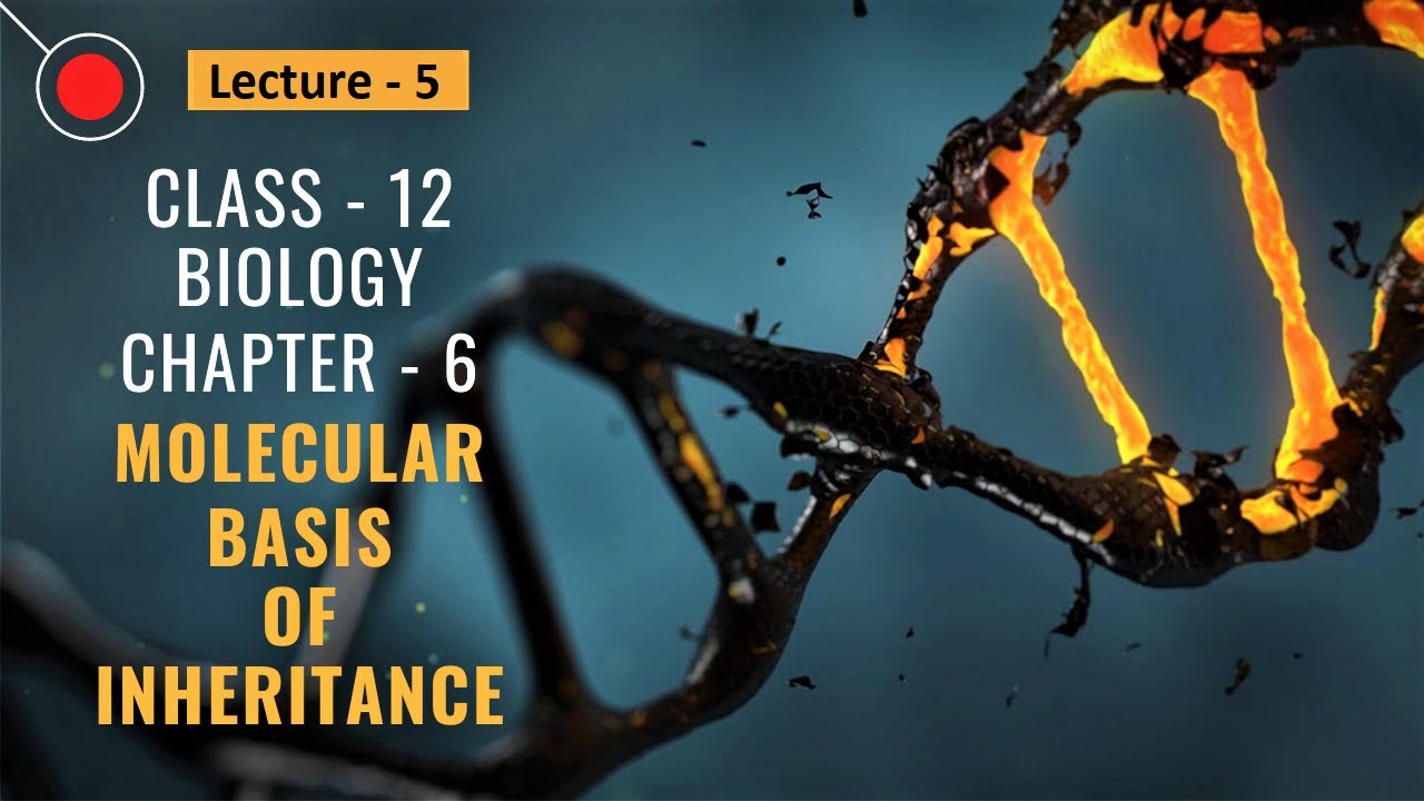 Biology Class - 12 Chapter 6 | Molecular Basis Of Inheritance | Hindi ...