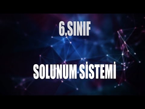 6.Sınıf #Solunum Sistemi#