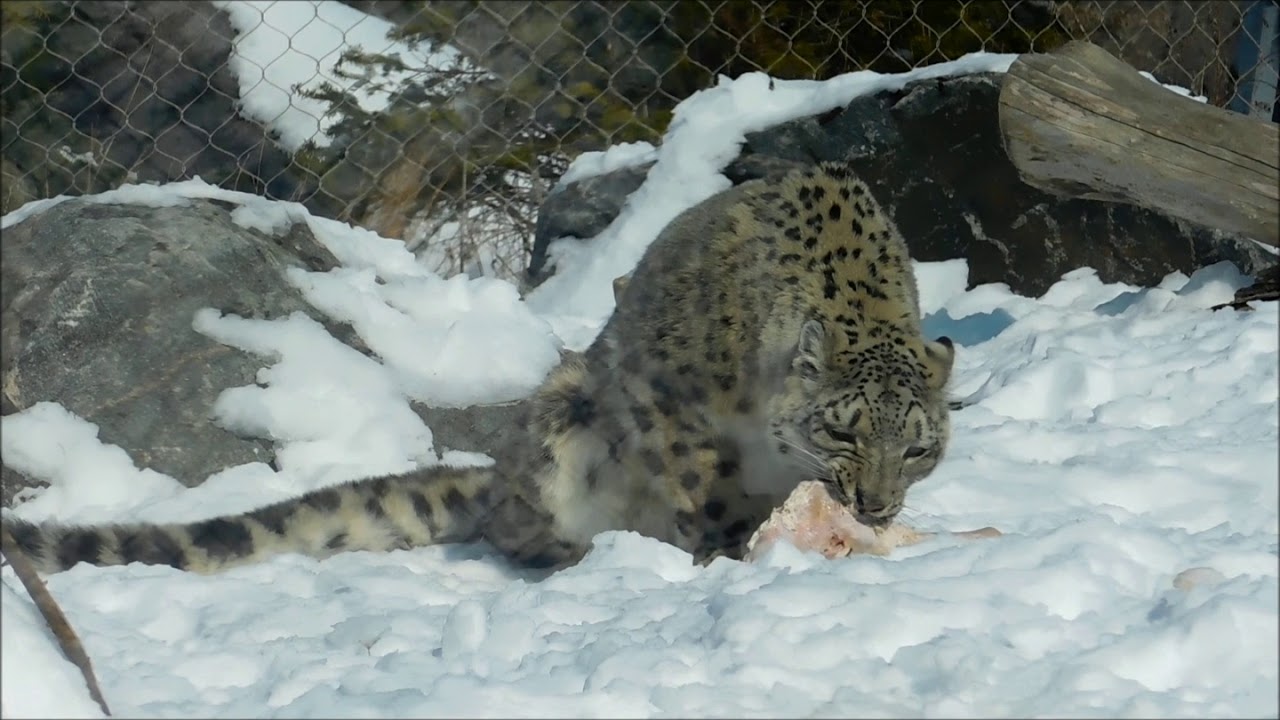 Snow Leopards Toronto Zoo 14 Feb 18 - YouTube