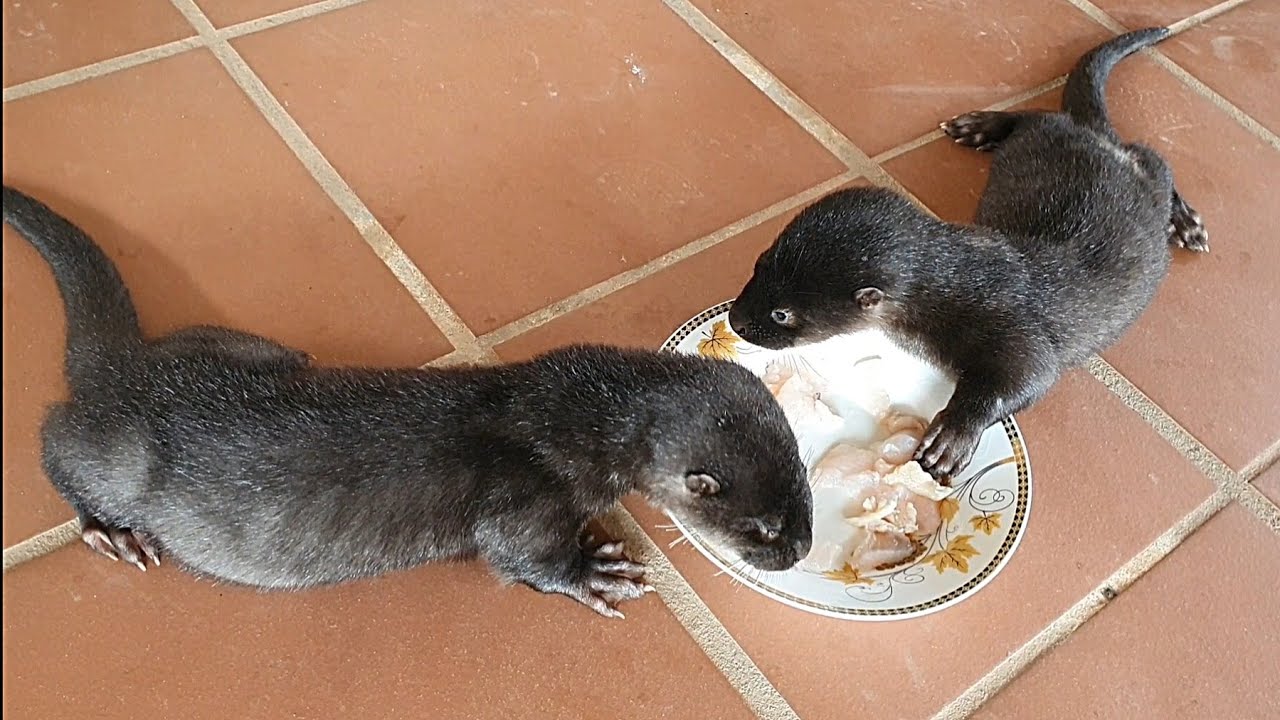 Welcome back home eating fish with SaSa so happy 😊 😊 - YouTube