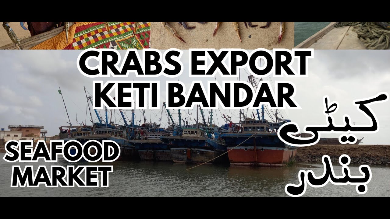 Keti Bandar Seafood Export | Crabs and Jelly Fish - YouTube