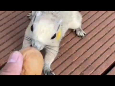 Squishy is back to fill the cheeks #shorts #chipmunks #cute #squishy