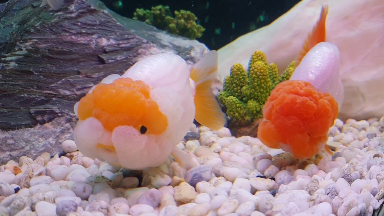 Cute goldfish 😘 - YouTube