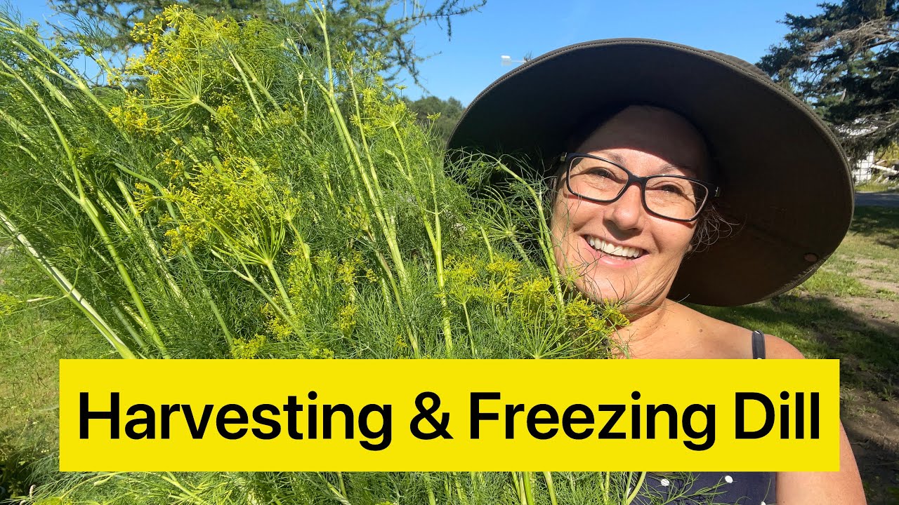 Harvesting and Freezing Dill July 2025 - YouTube