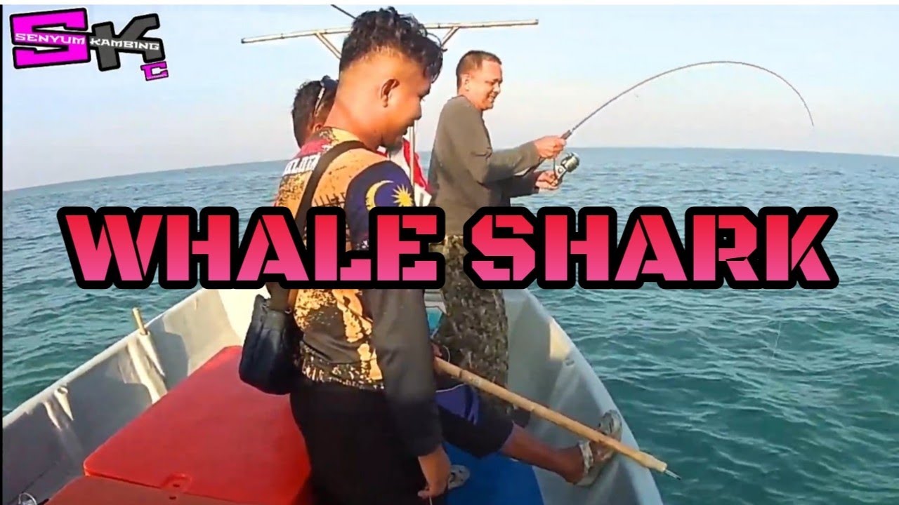 Whale Shark Pembawa Rezeki Bersama | Mancing Haruan Tasik | Cobia ...