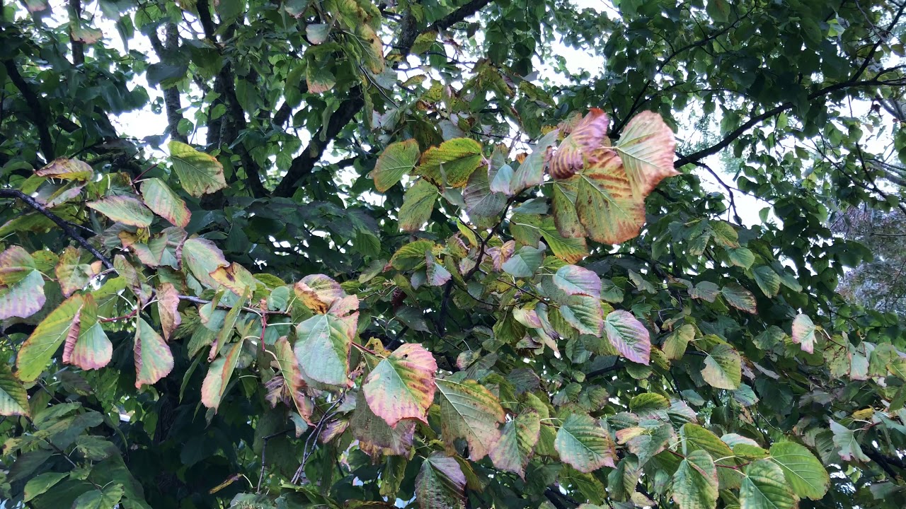 Common lime - branches, twigs & leaves - October 2020 - YouTube