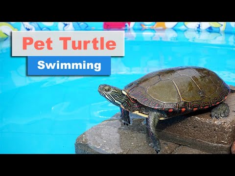 $10 Swimming Pool for my Pet Turtle 🐢🌊 who loves swimming in it! - YouTube