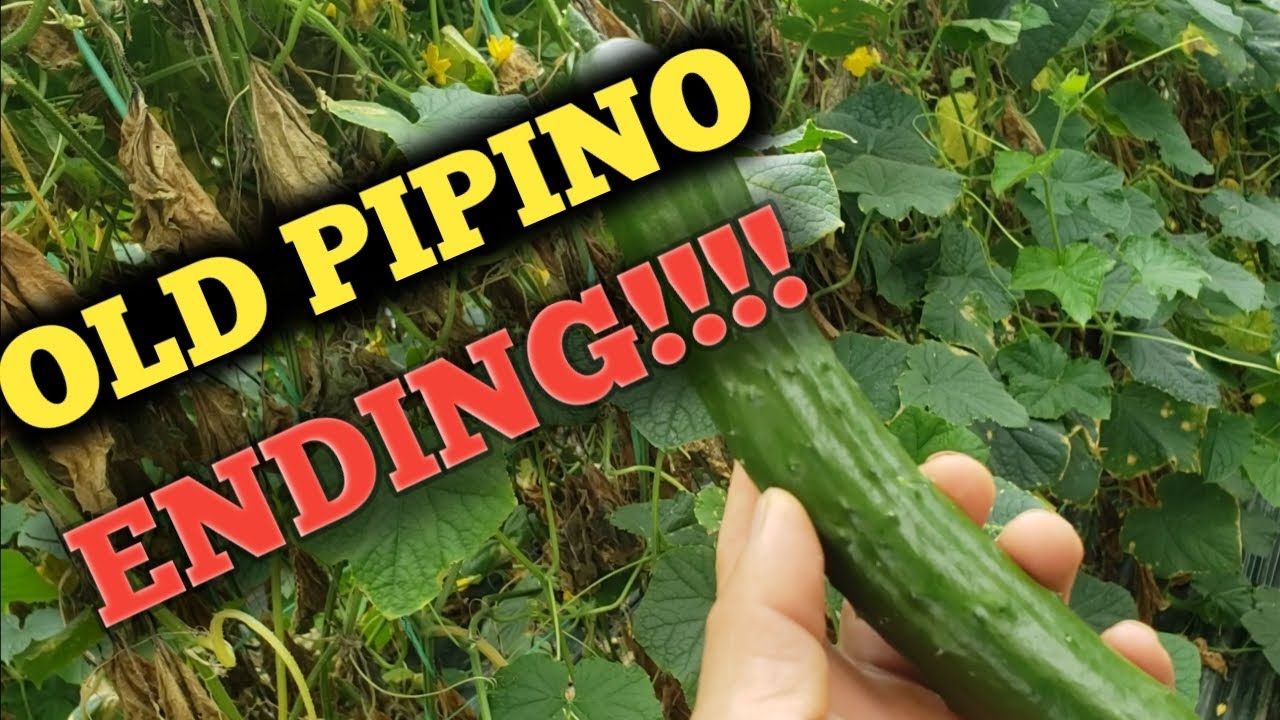 Matandang Pipino End Soon - YouTube