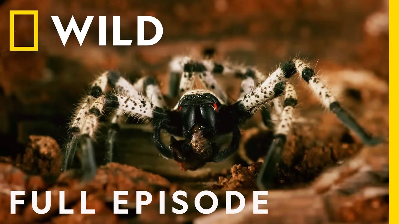 Killer Creatures: The Forests of India (Full Episode) | Dead by Dawn - YouTube
