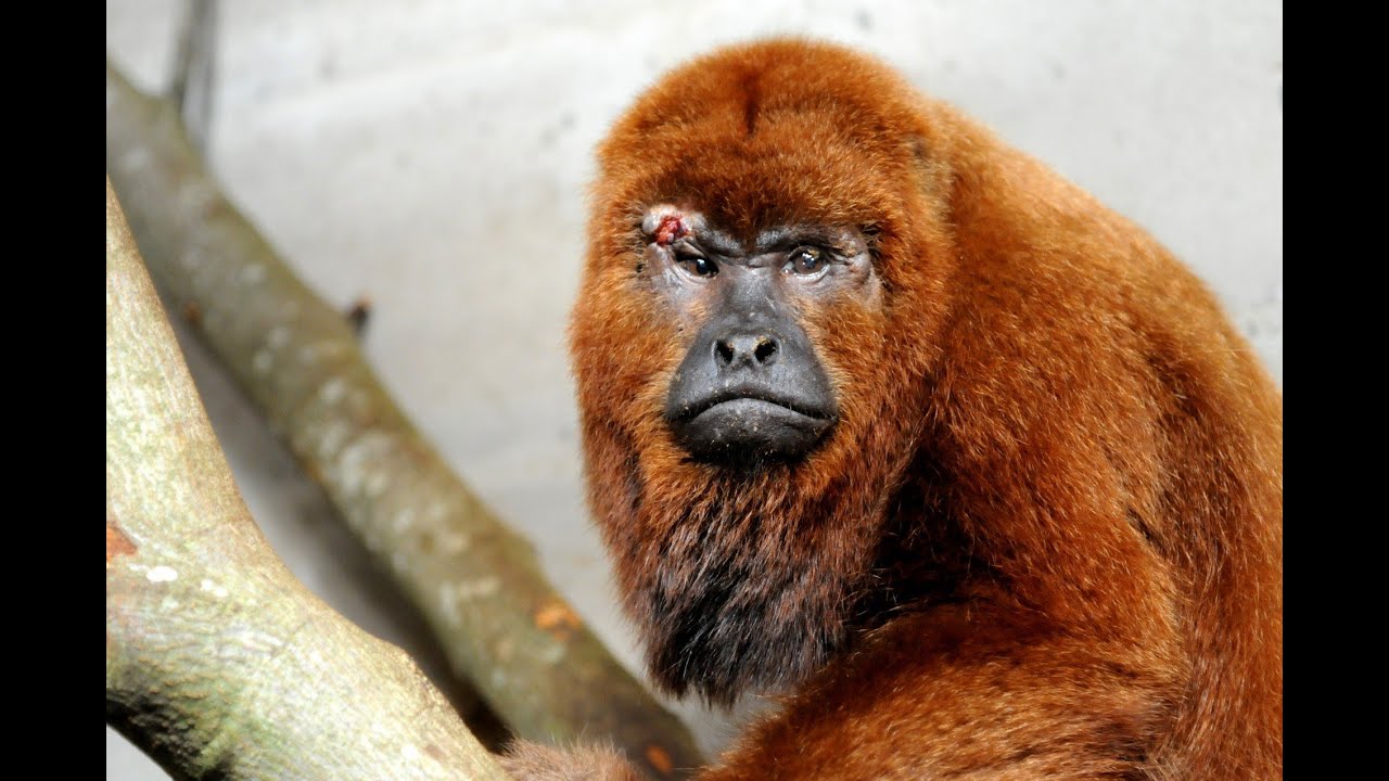 MACACO BUGIO SOM ASSUSTADOR - YouTube