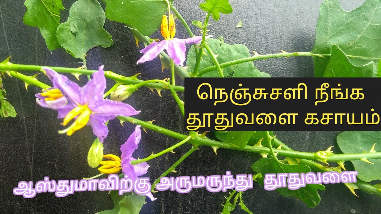 நெஞ்சு சளி நீங்க தூதுவளை இலைகள் போதும் / SALI iRUMAL vaithiyam in tamil ...