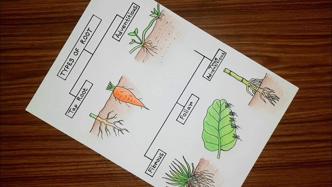 Types of Root systems drawing easy | Different types of root drawing ...