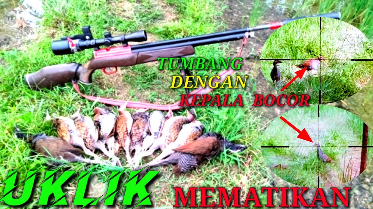 HUNTING BURUNG SINTAR SAWAH DENGAN UKLIK SHARP INNOVA - YouTube
