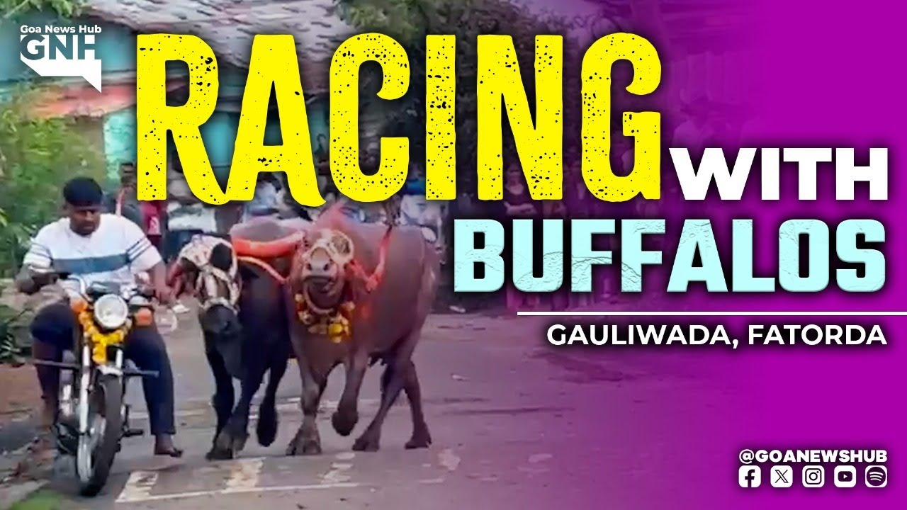 Racing with Buffalos | Goravancho Padwo | Gauliwada, Fatorda - YouTube