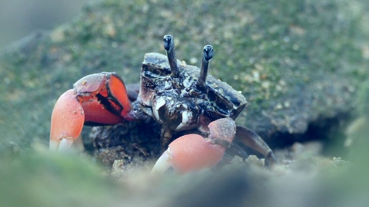 Semaphore Crabs - YouTube