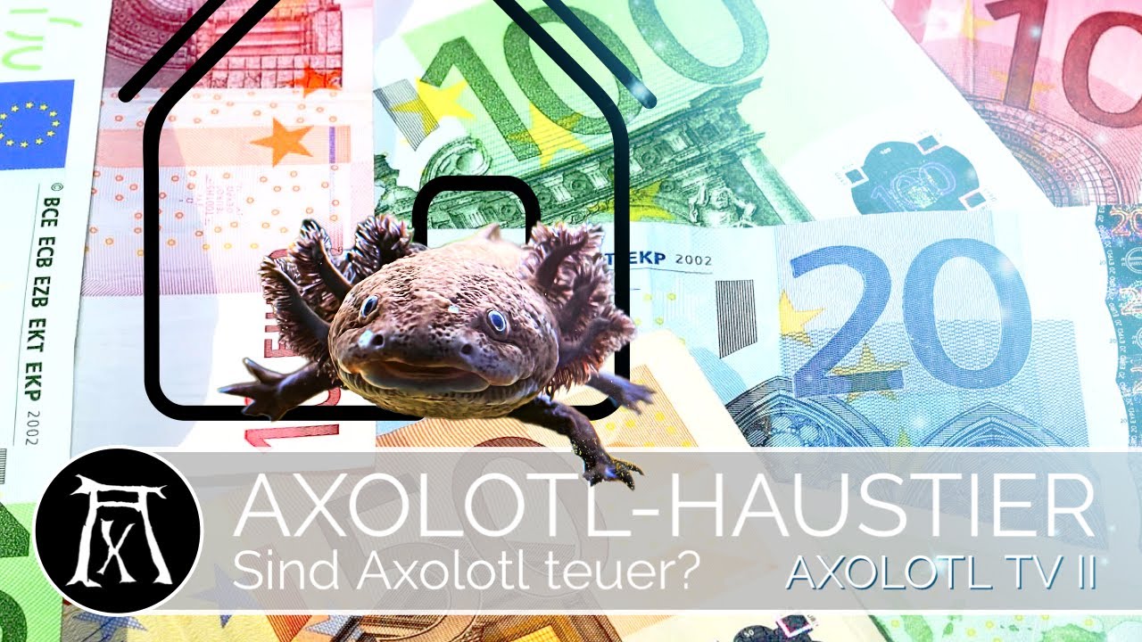 Was Kostet Ein Axolotl