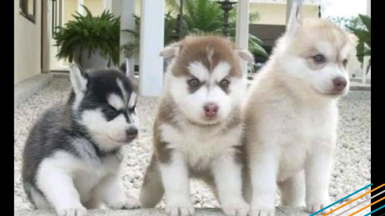 El perro husky siberiano - YouTube