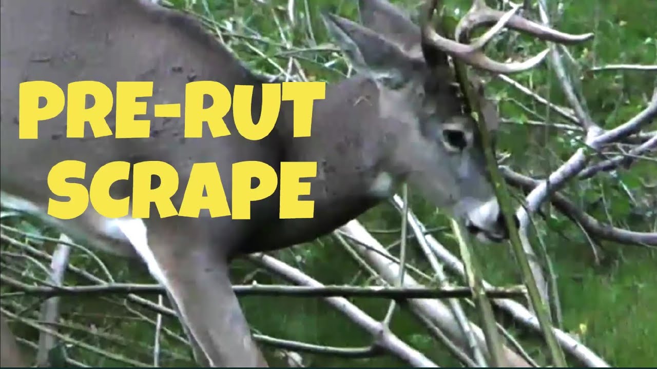 Big buck pre-rut scrape - YouTube