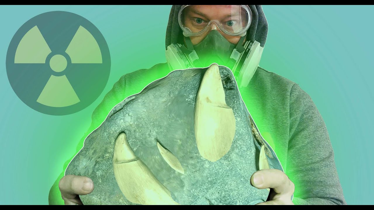 Find of a lifetime: I discovered huge fossil teeth and now they are ...