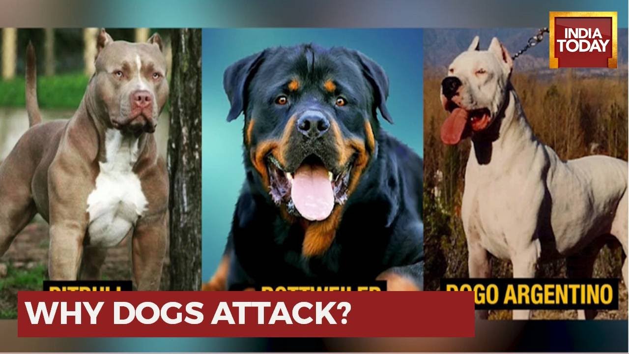 PETA's Radhika Suryavanshi Explains Why Stray Dogs Can Be Ferocious ...