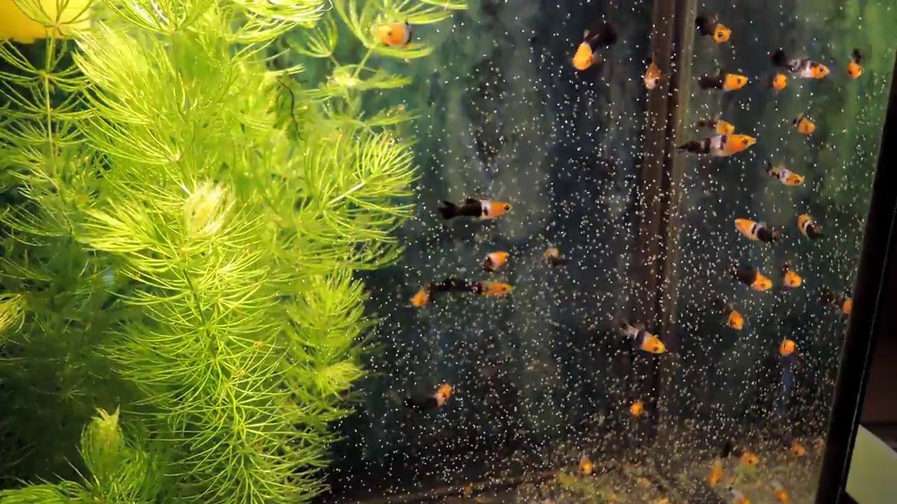 20-Day Old Koi Sanke Swordtail Fry eating BBS - YouTube